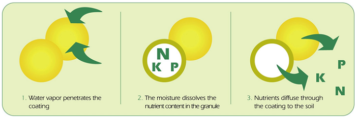 Controlled Release Fertilizer – Bmark Agro